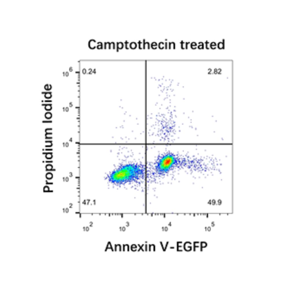 Annexin V-EGFP/PI Cell Apoptosis Detection Kit (Green EGFP + Red PI) 100T