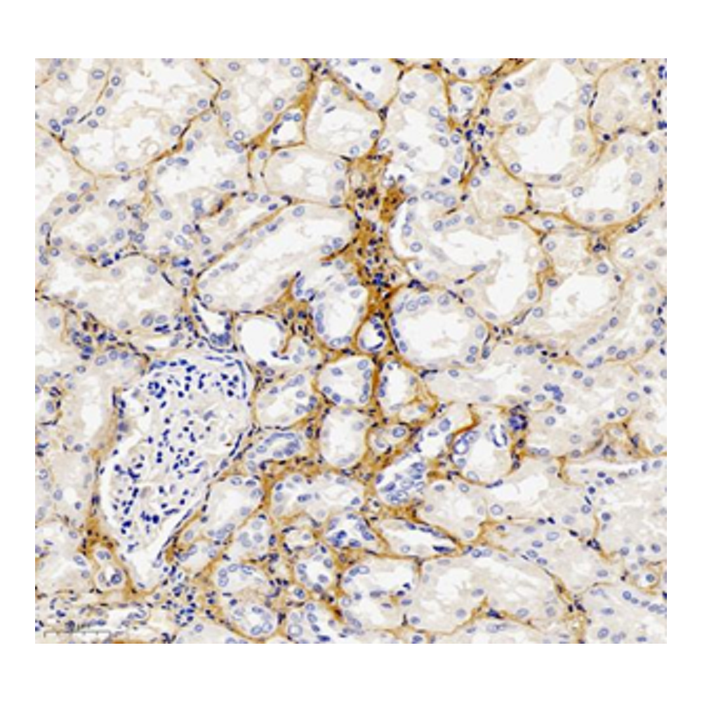 Anti-Collagen I Rabbit pAb, Primary Antibody