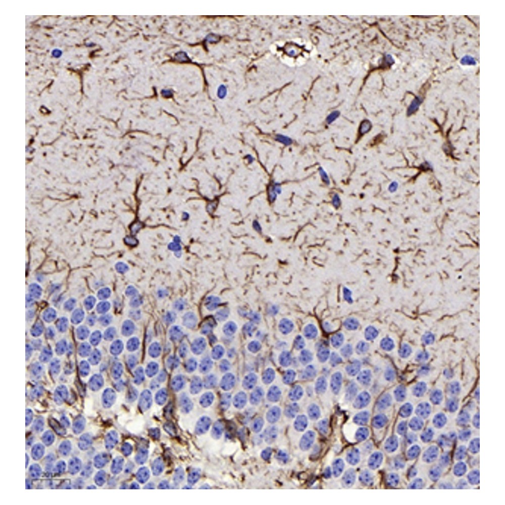 Anti-GFAP Mouse mAb, Primary Antibody