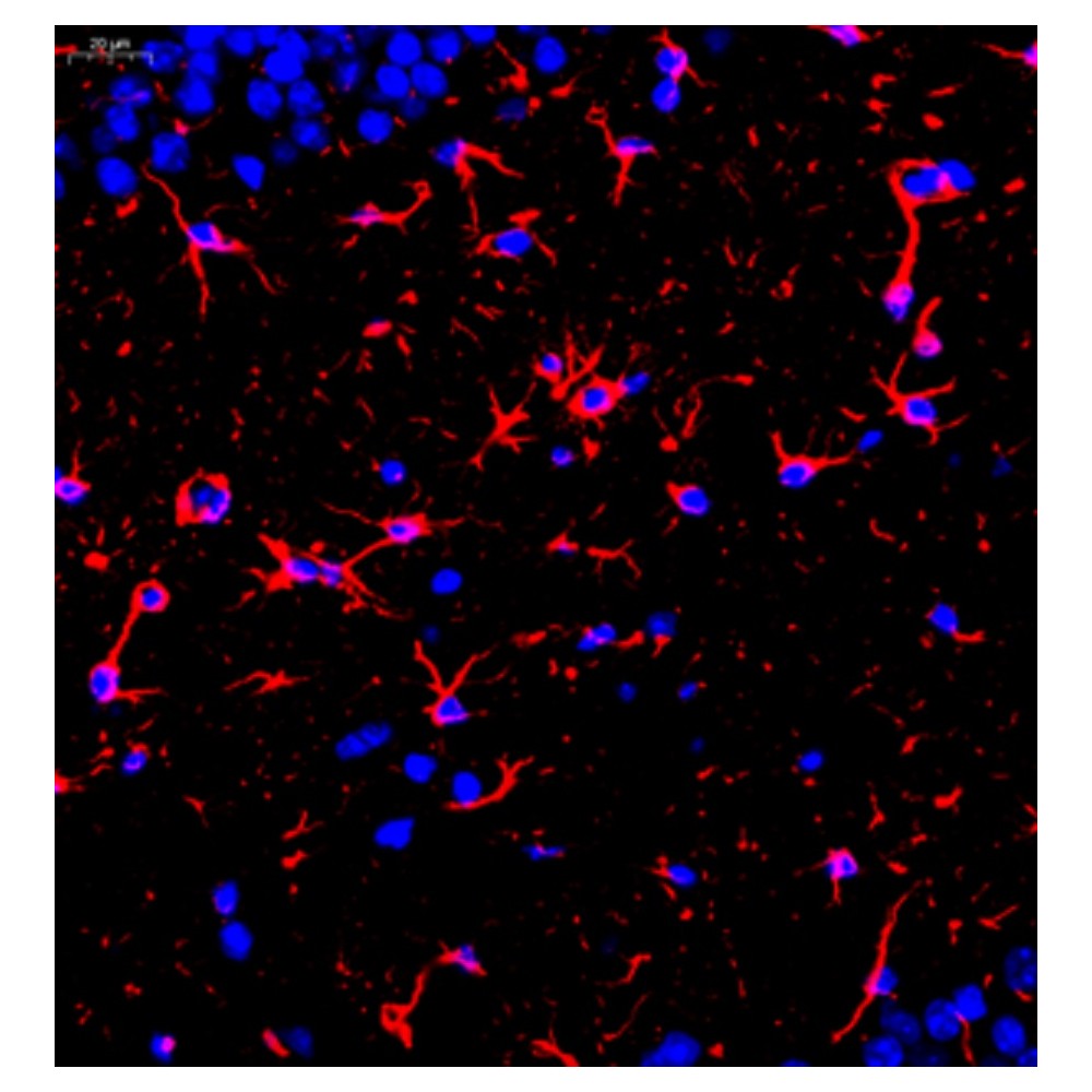 Anti-GFAP Mouse mAb, Primary Antibody