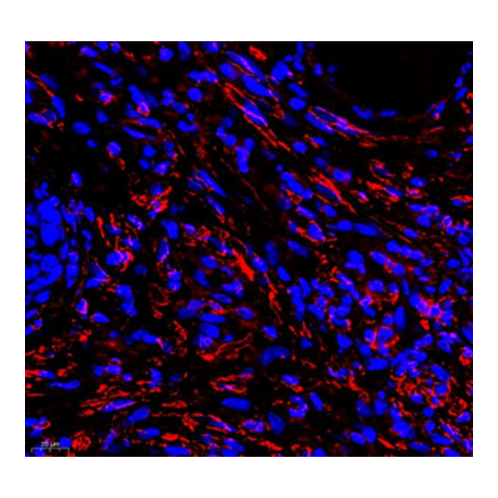 Anti-CD34 Mouse mAb, Primary Antibody