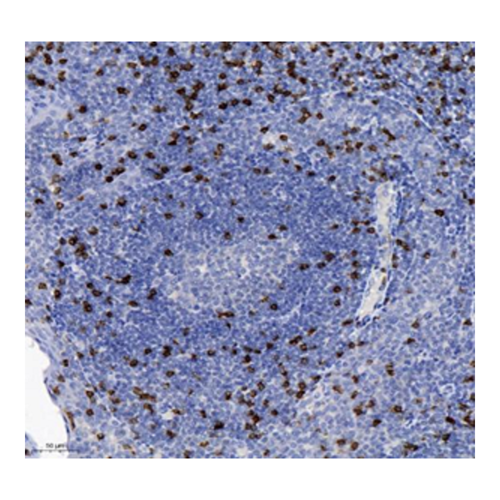 Anti-CD8 alpha Mouse mAb, Primary Antibody